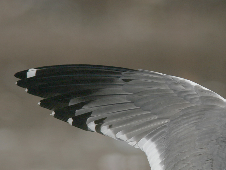 heuglin's gull